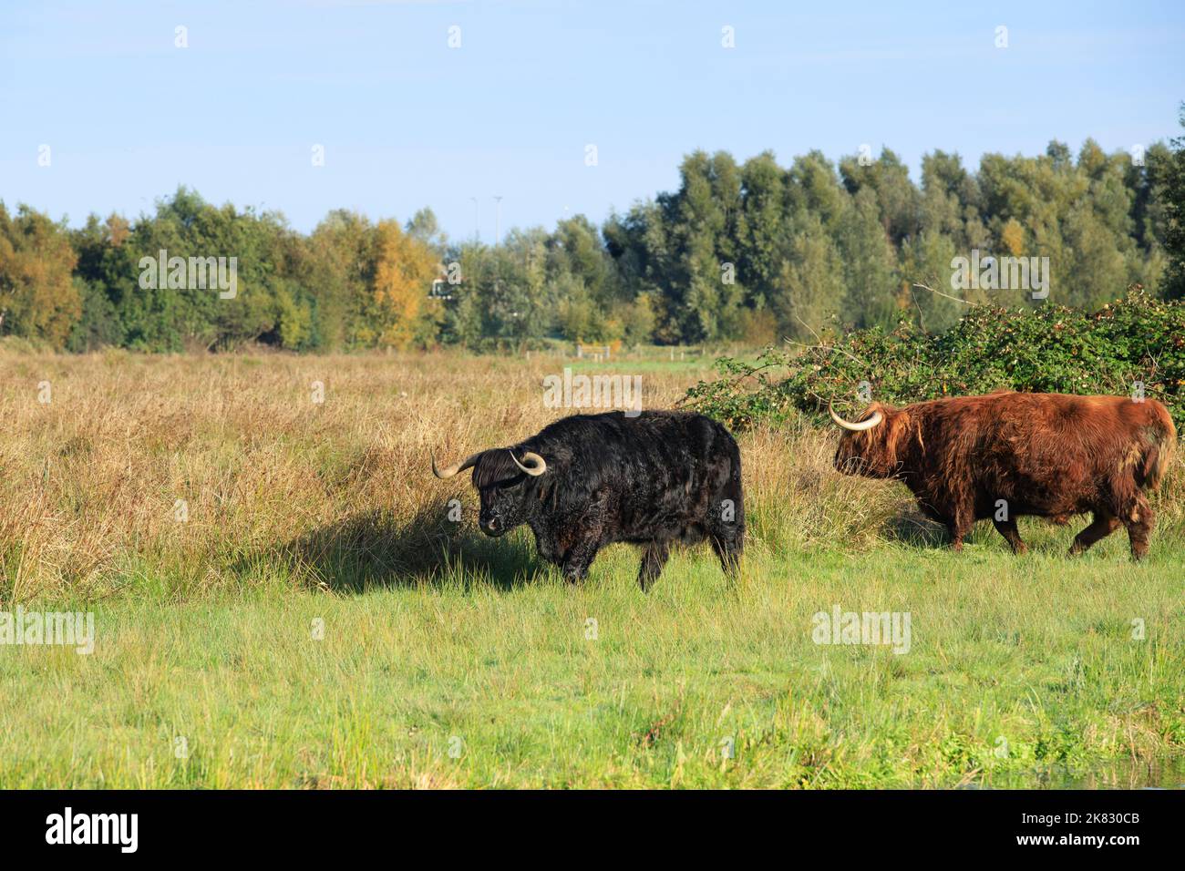 Landscape with a grazing black and a brown red Scottish Highlander ...