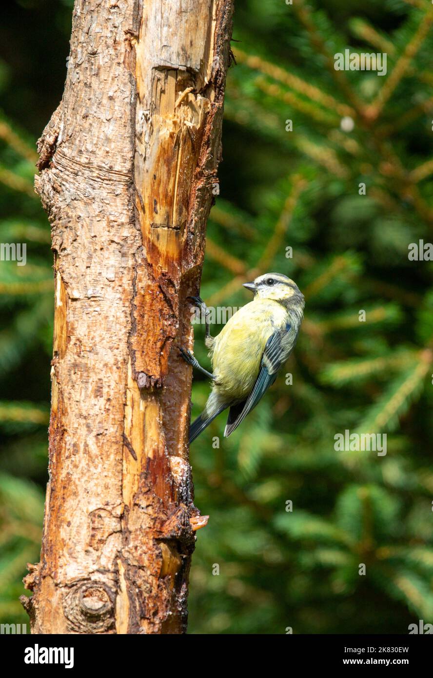 Close up of a Blue Tit, Cyanistes caeruleus, foraging against tree ...