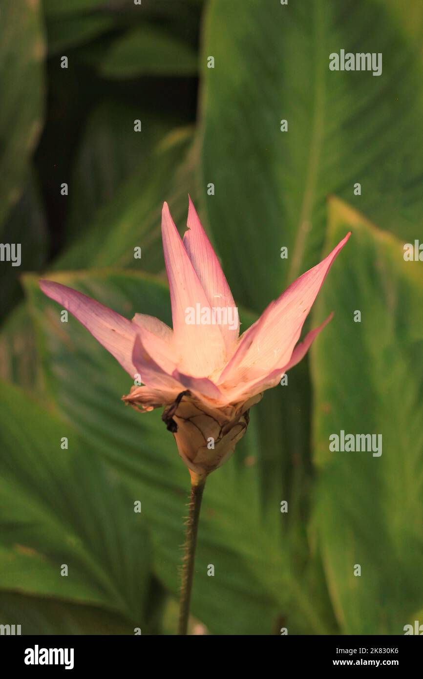 Beautiful tropical flowers growing in the jungle Stock Photo - Alamy