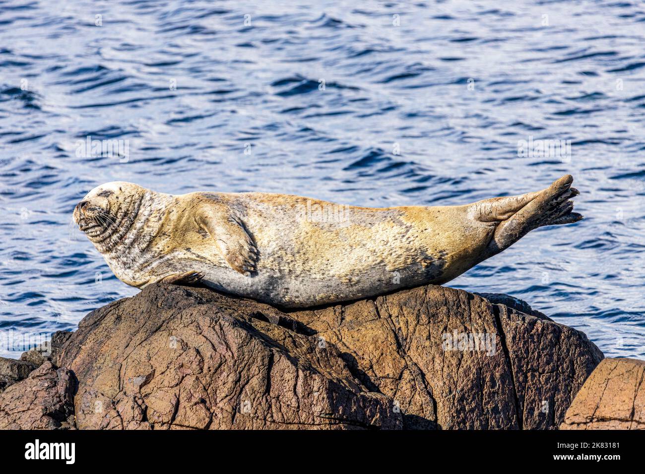 Seal tail hi-res stock photography and images - Alamy
