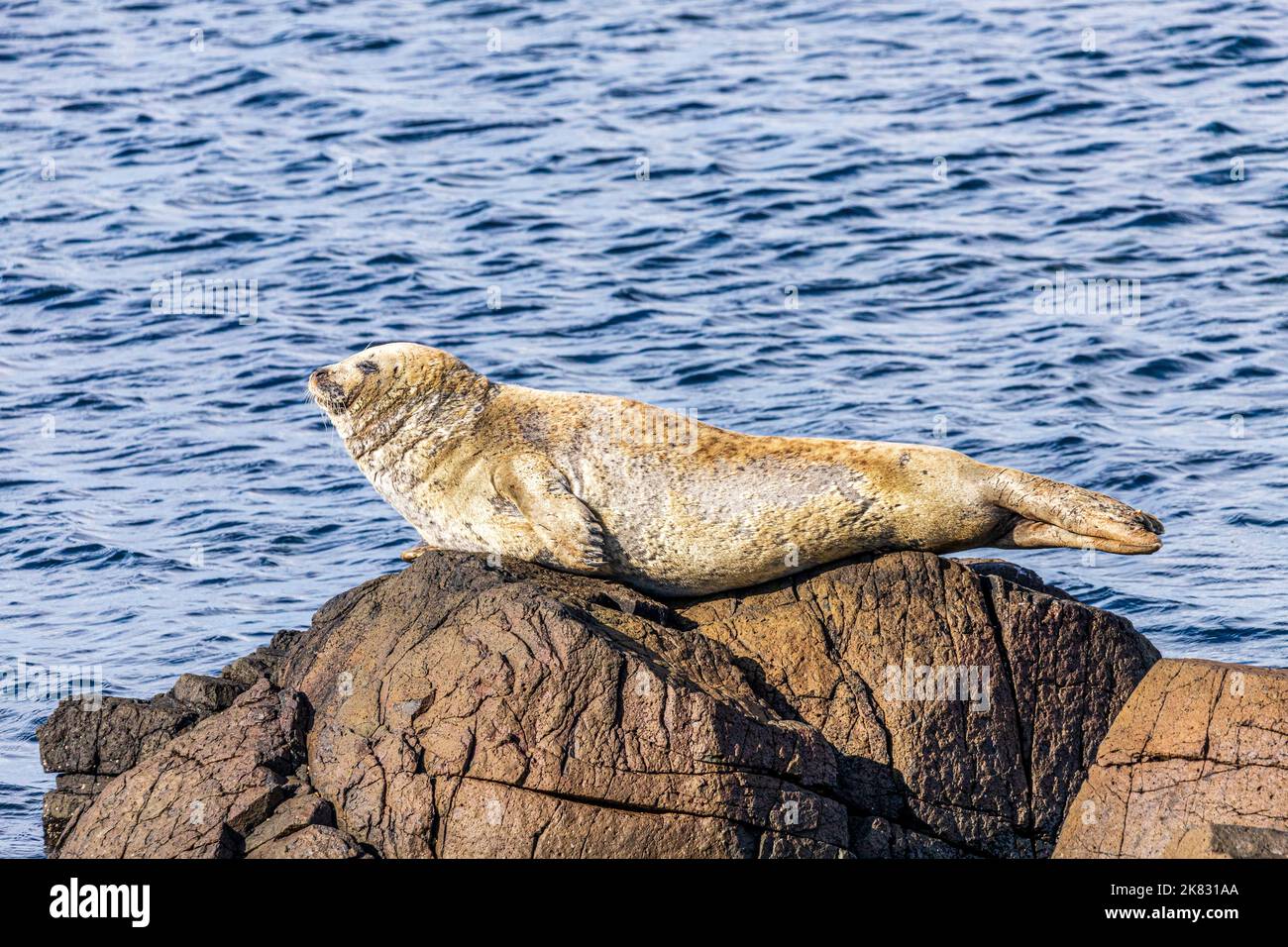 Hauled out haul hauls hi-res stock photography and images - Alamy