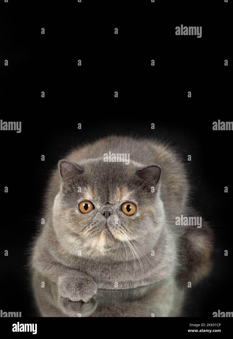 A beautiful exotic shorthair cat plays on a dark studio background with ...