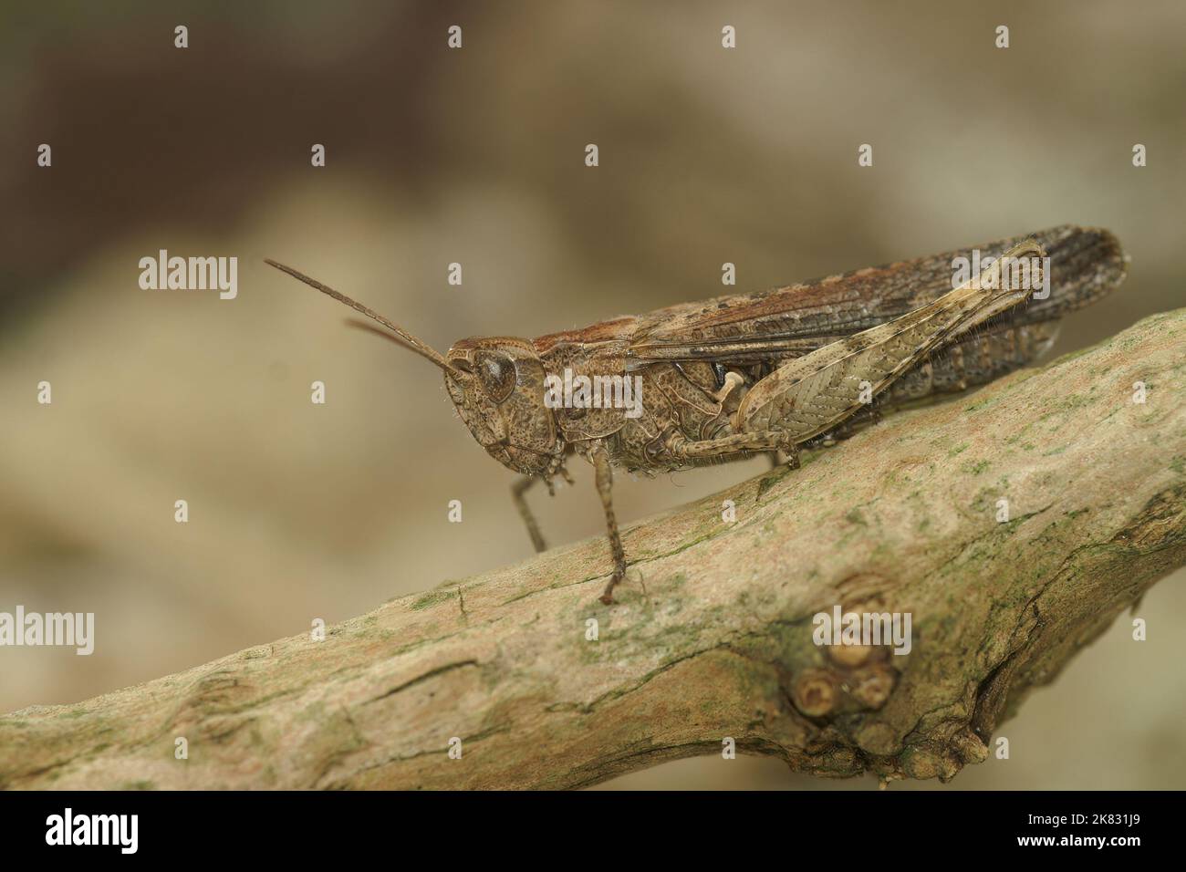 Detailed closeup on an adult European Bow-winged grasshopper ...