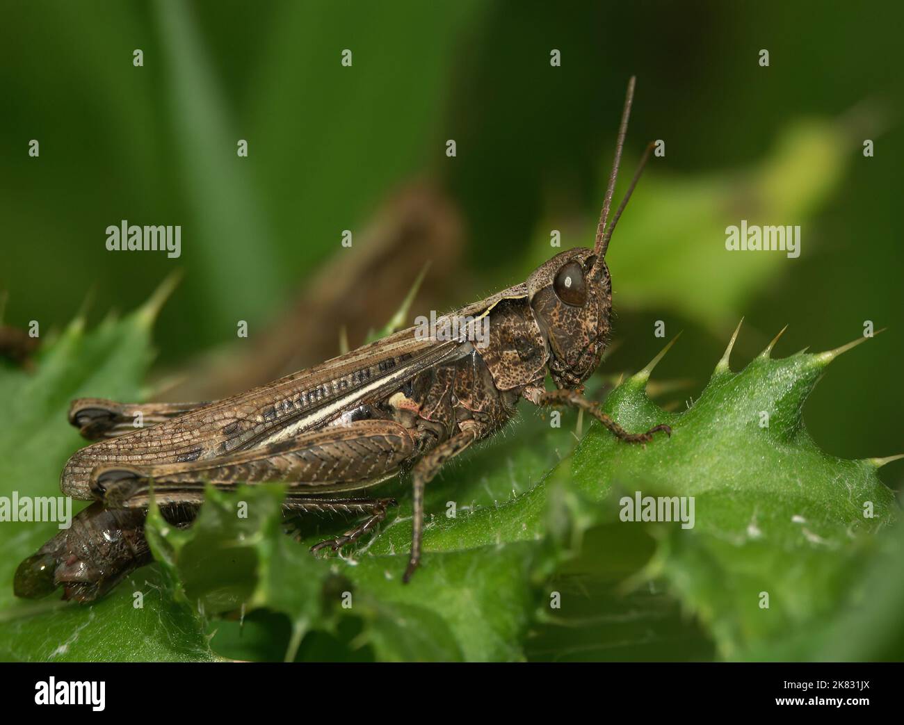 Detailed closeup on an adult European Bow-winged grasshopper ...