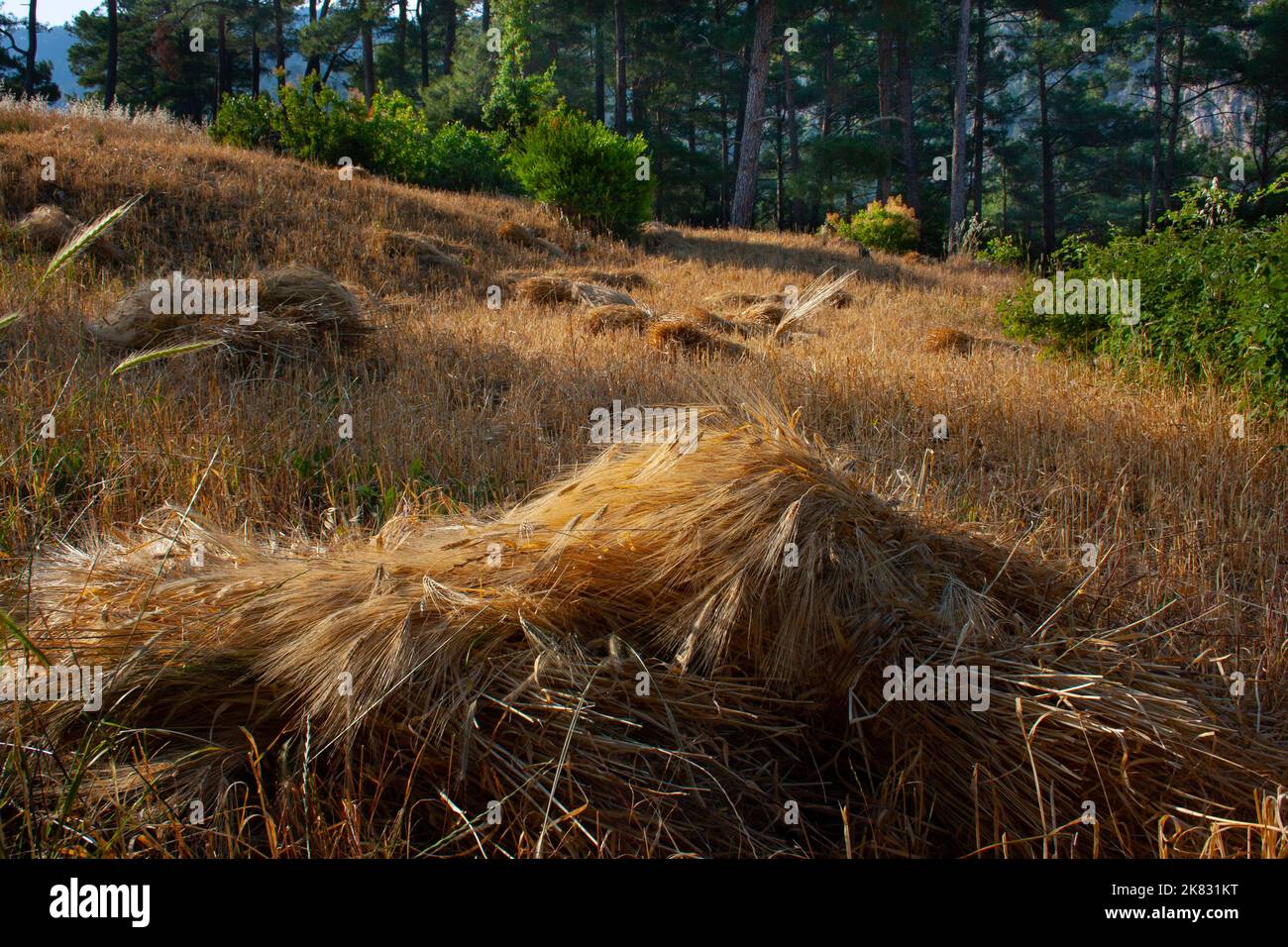 Wheat field in Taurus Mountains,Turkey Stock Photo - Alamy