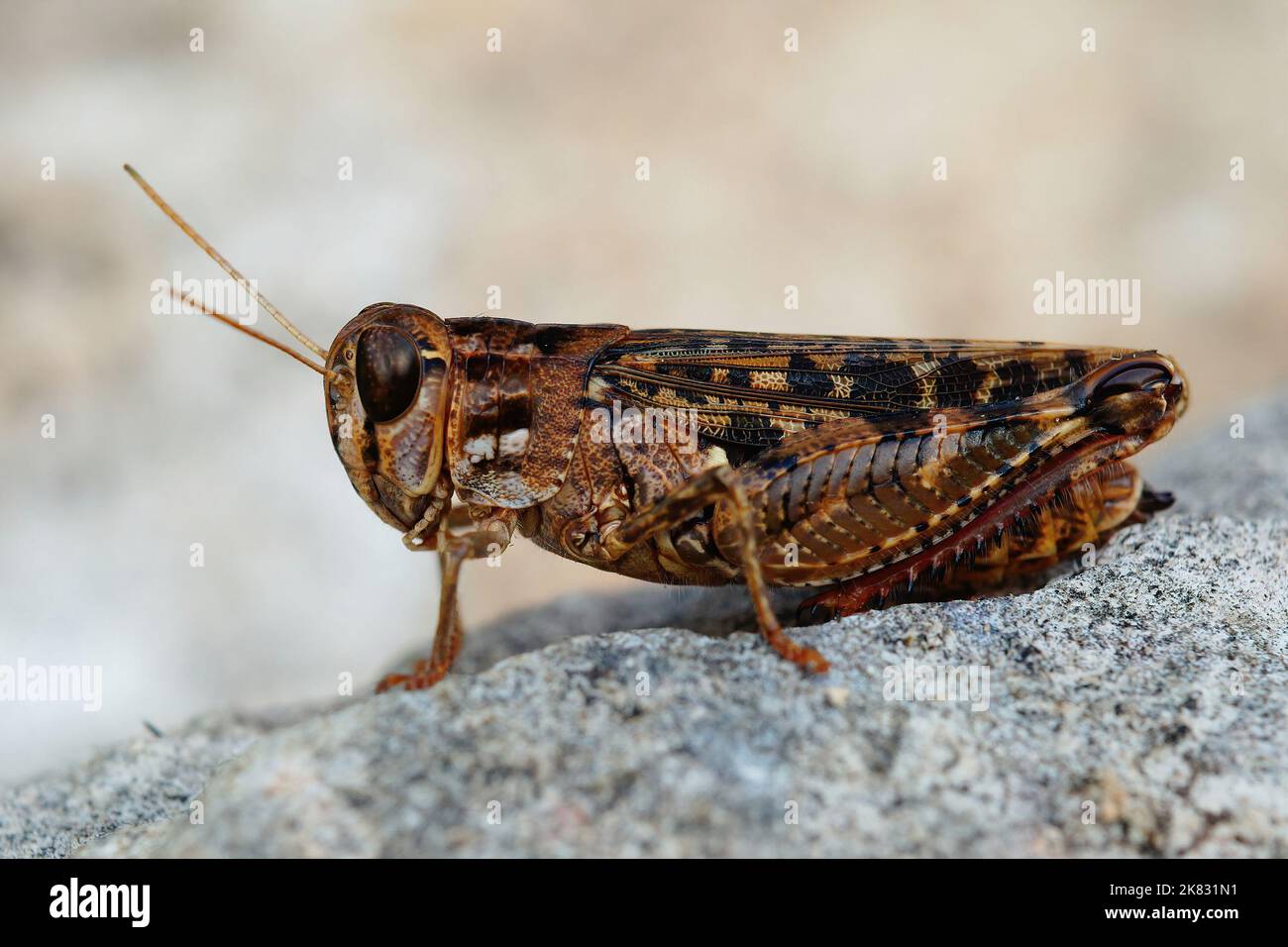 Closeup on an isolated Mediterranean Calliptamus locust grasshopper ...