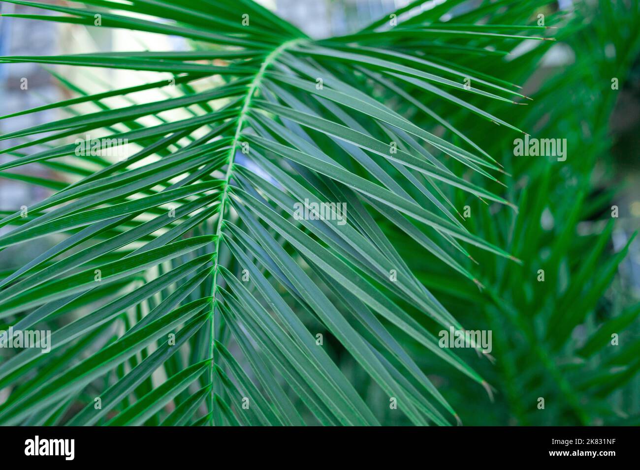 Single green palm leaf. Palm tree close up. Green palm leaf textured ...