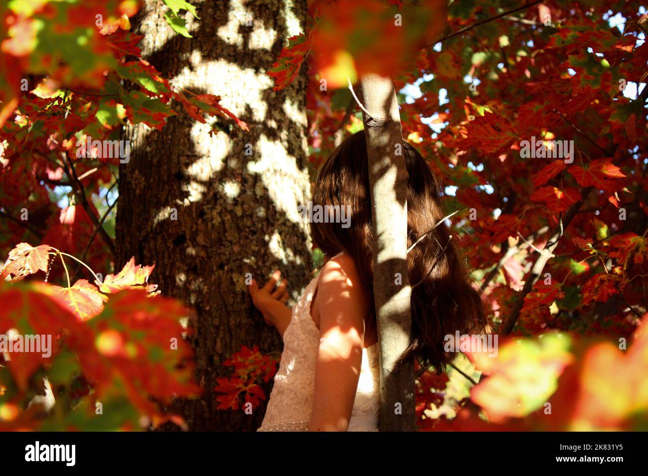 Beautiful young girl climbing up in a maple tree during Autumn Stock ...
