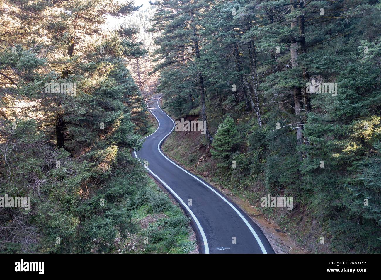 Winding asphalt road crossing fir forest. Aerial drone view, top down ...