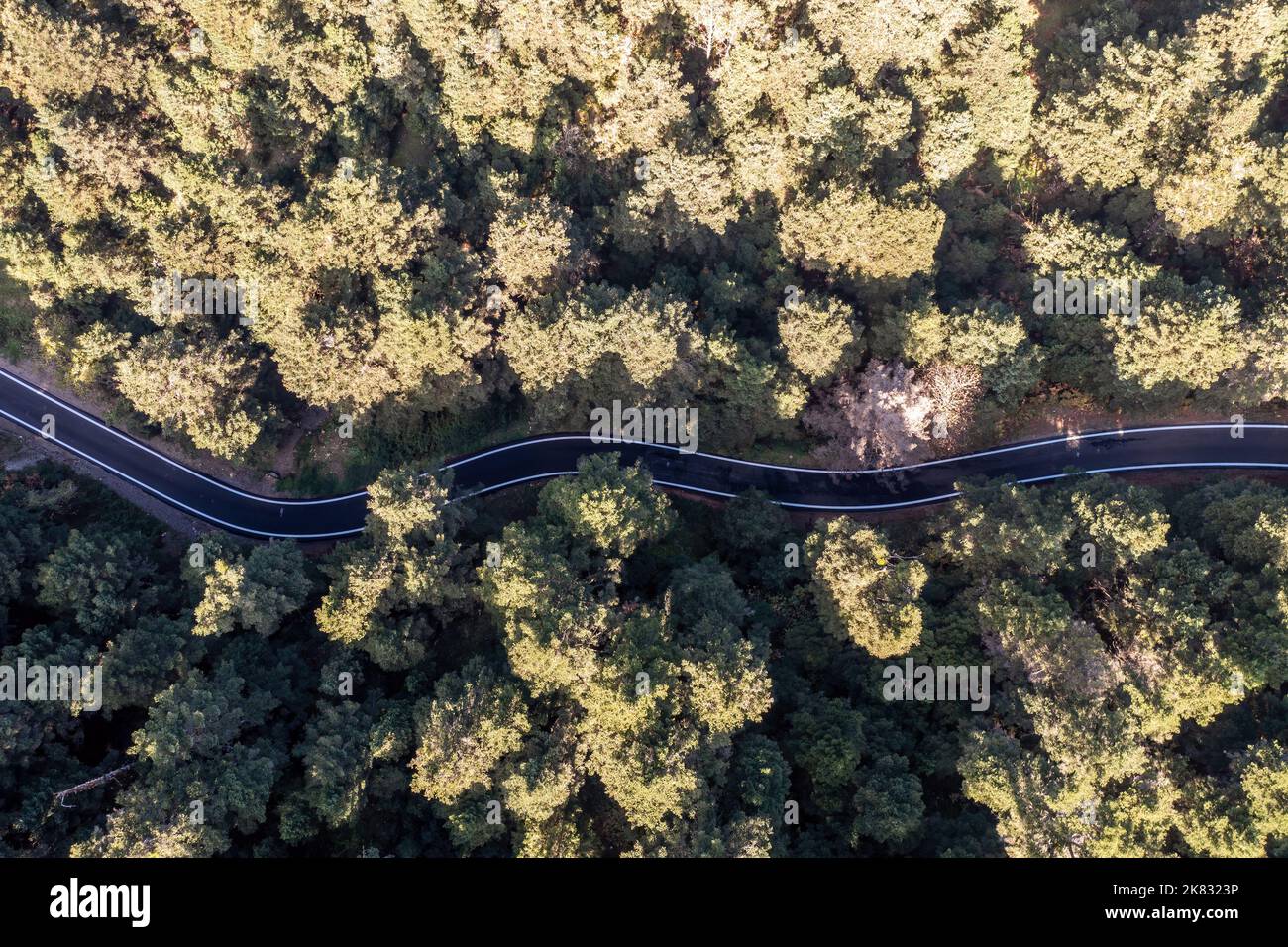 Winding asphalt road crossing fir forest. Aerial drone view, top down ...