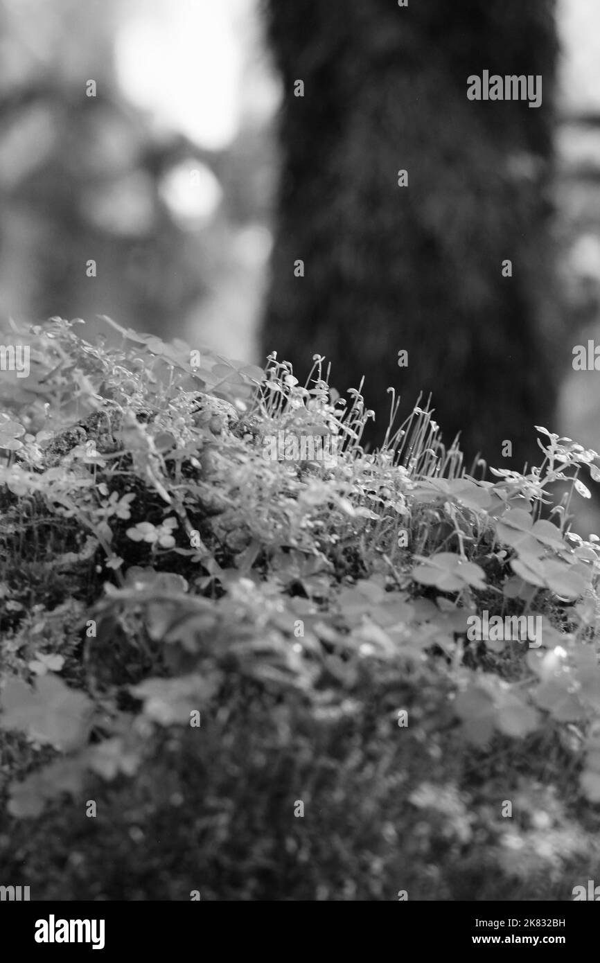 Summer moss growing in the sunny meadow in a black and white monochrome ...