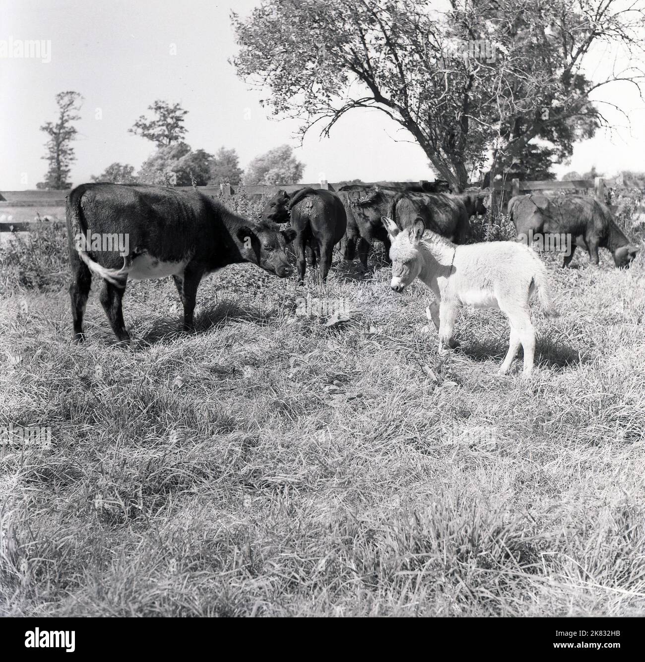 1960s cows in field cows hi-res stock photography and images - Alamy