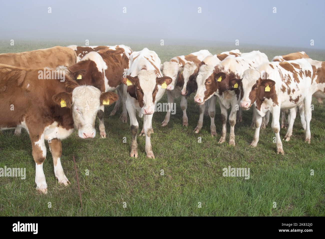 cow, farm, animal, meadow, agriculture, field, milk, pasture, livestock ...