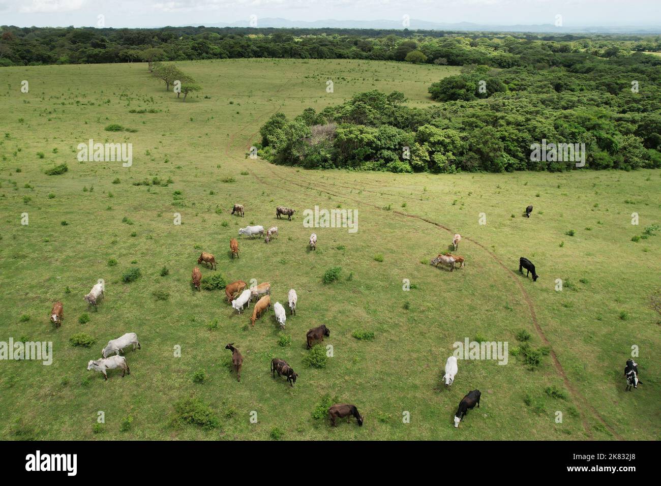 Group of cow in green field aerial drone view on natural farm Stock ...
