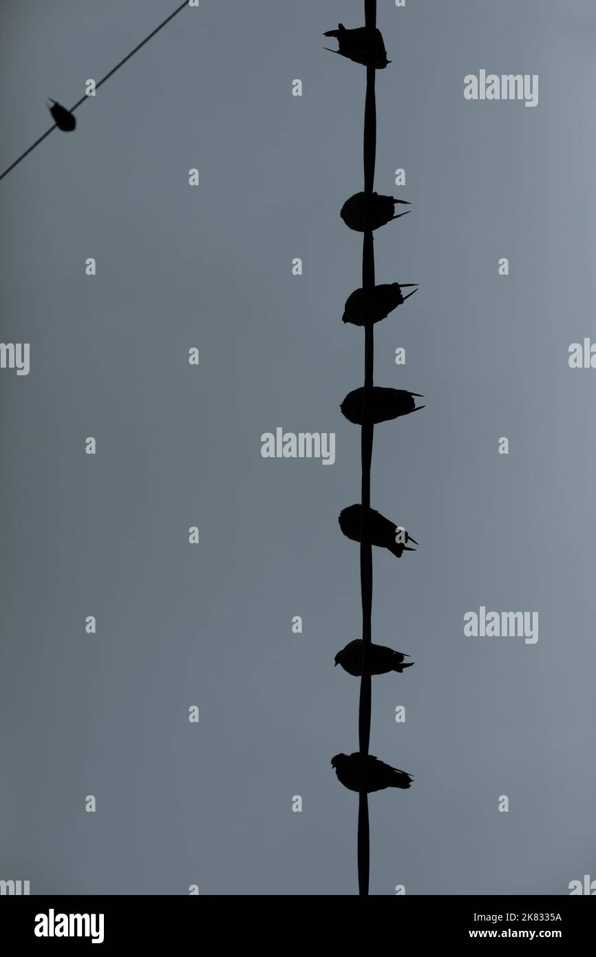 Pigeons on wire on grey day. Birds sit on cord. Grey sky. Cloudy ...