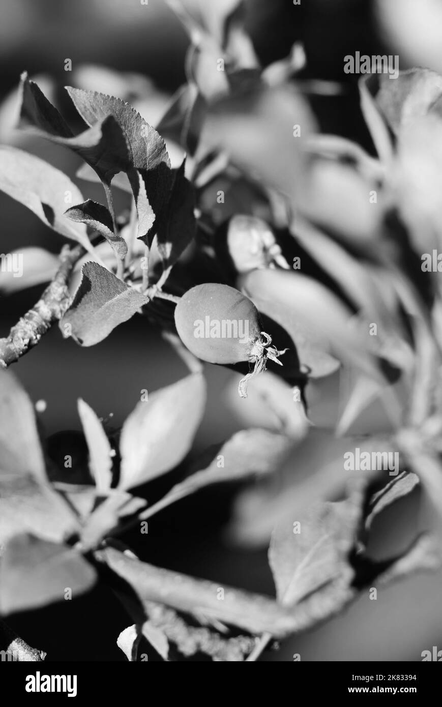 Summer ripe cranberry growing on the branch of a fruit tree I. a black ...