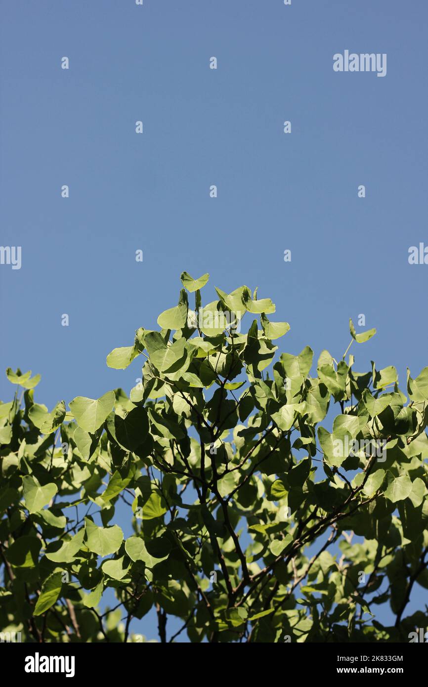 A minimalist view of simple common an typical leafy summer treetops ...