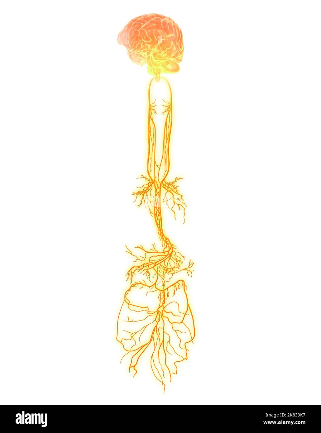 3D illustration showing active brain and energetic vagus nerve (tenth ...