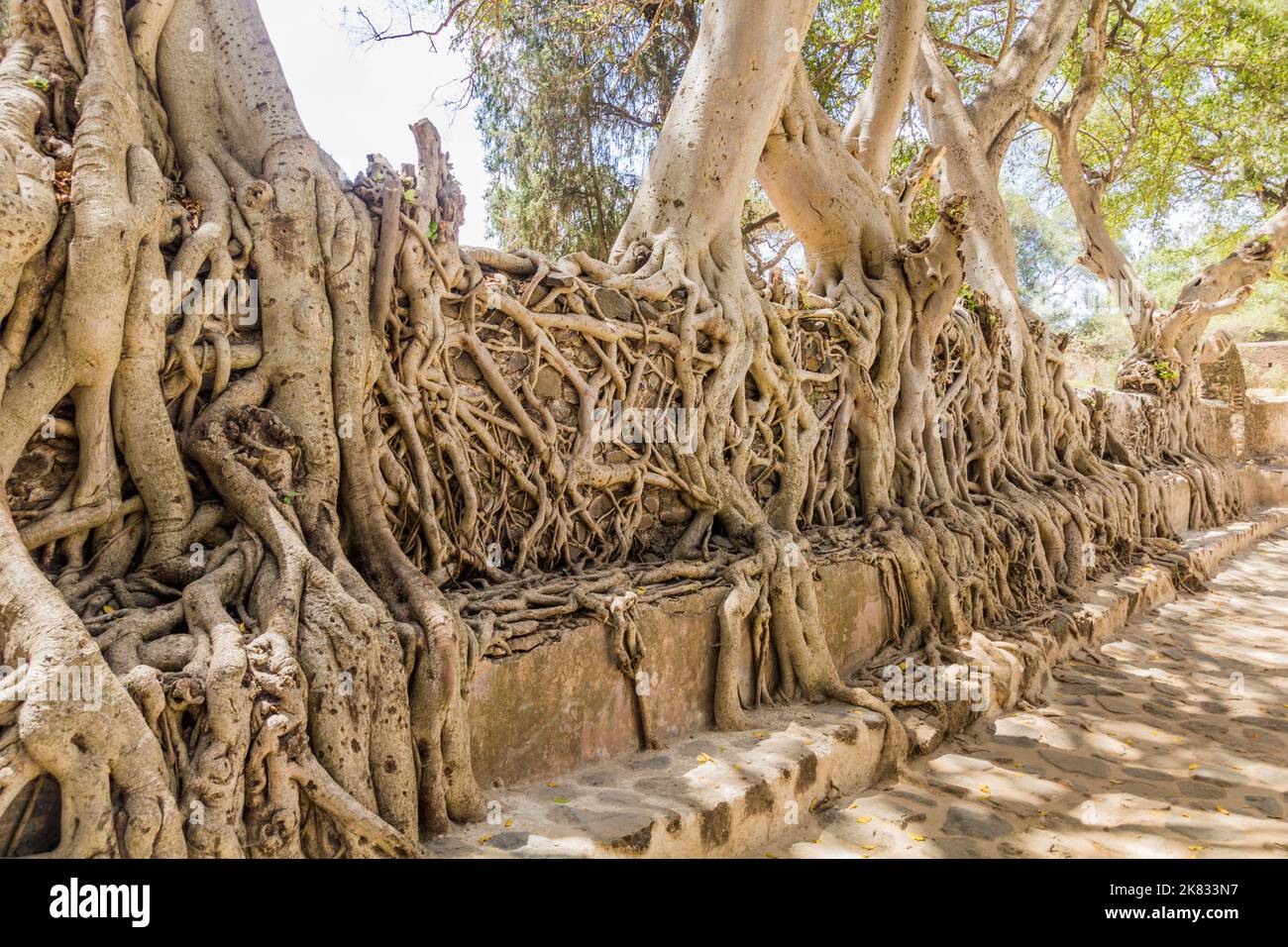 Tree roots in ethiopia hi-res stock photography and images - Alamy