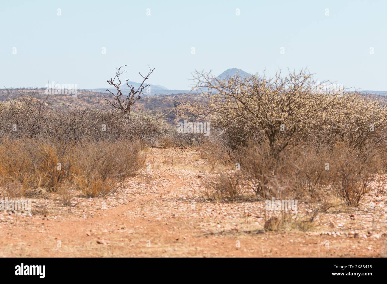 Namibian landscape. African savannah during a hot day.Red ground. Oanob ...