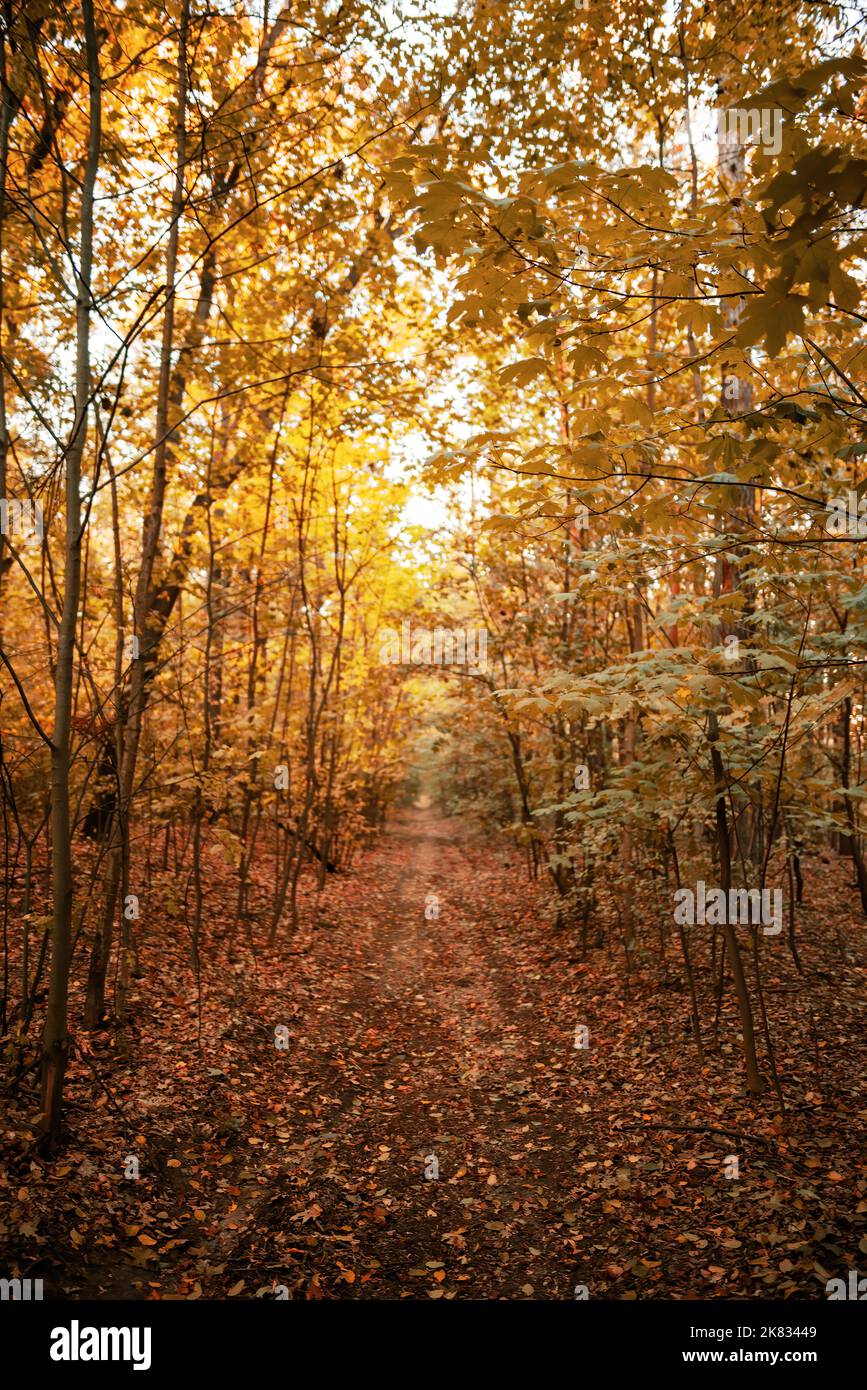 Colorful Autumn Forest Path with leaves - beautiful fall scenery Stock ...
