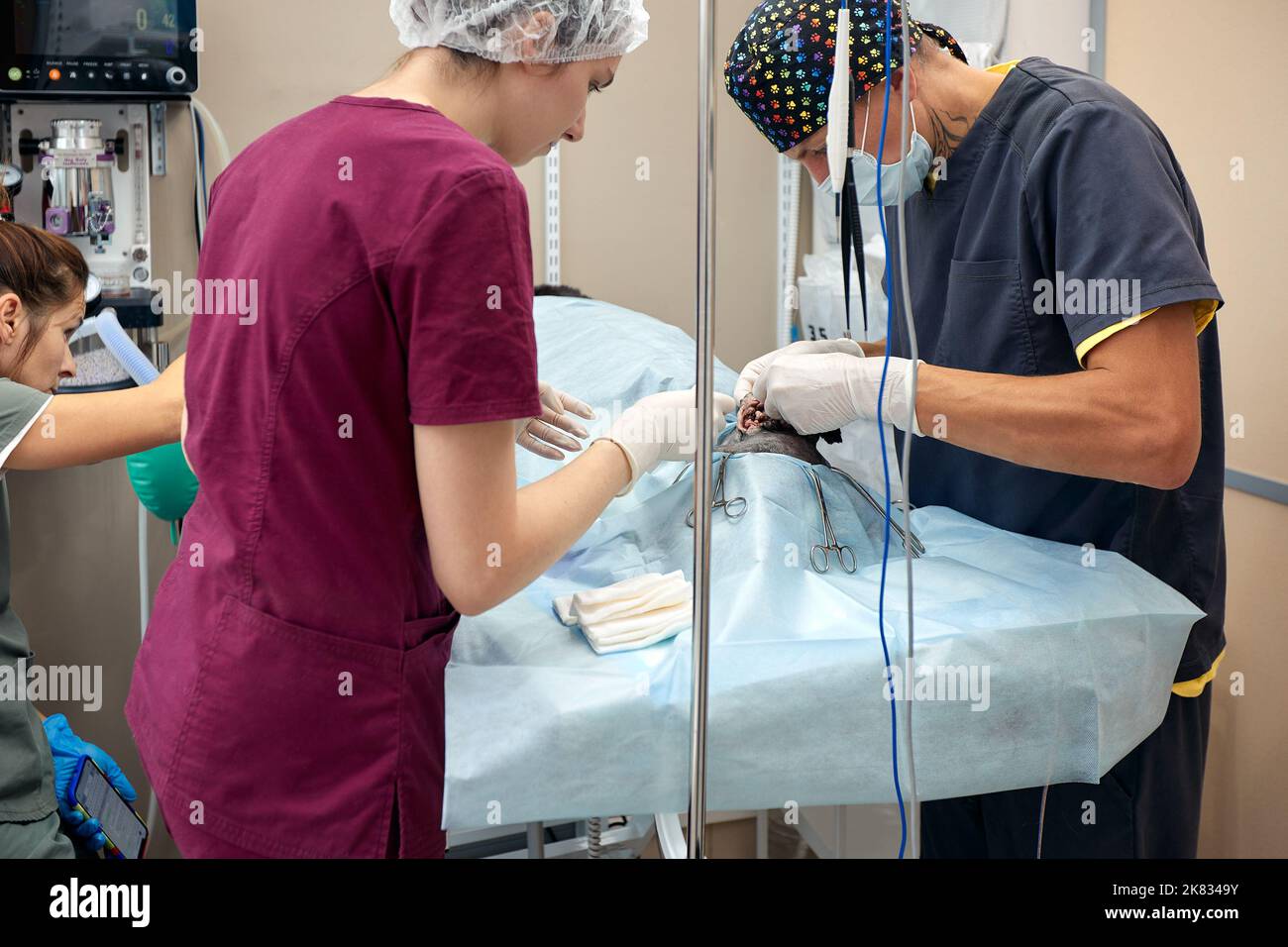 Pet operation in operating theatre with surgeon in vet surgery Stock ...