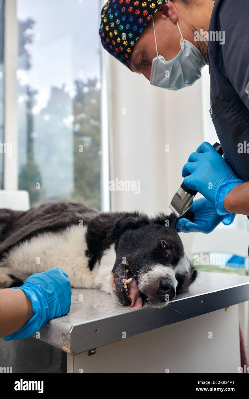 Pet operation in operating theatre with surgeon in vet surgery Stock ...