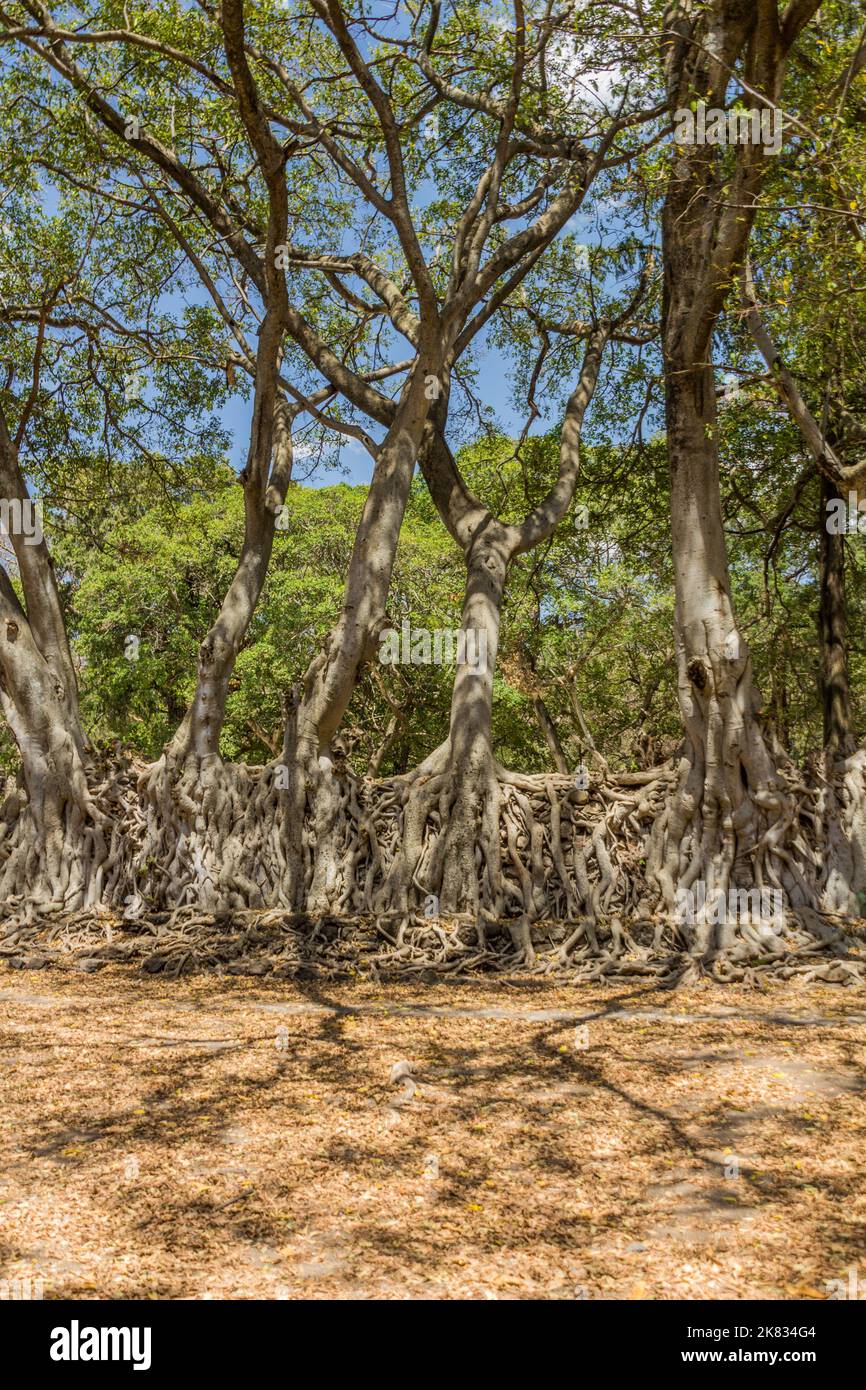 Tree roots in ethiopia hi-res stock photography and images - Alamy