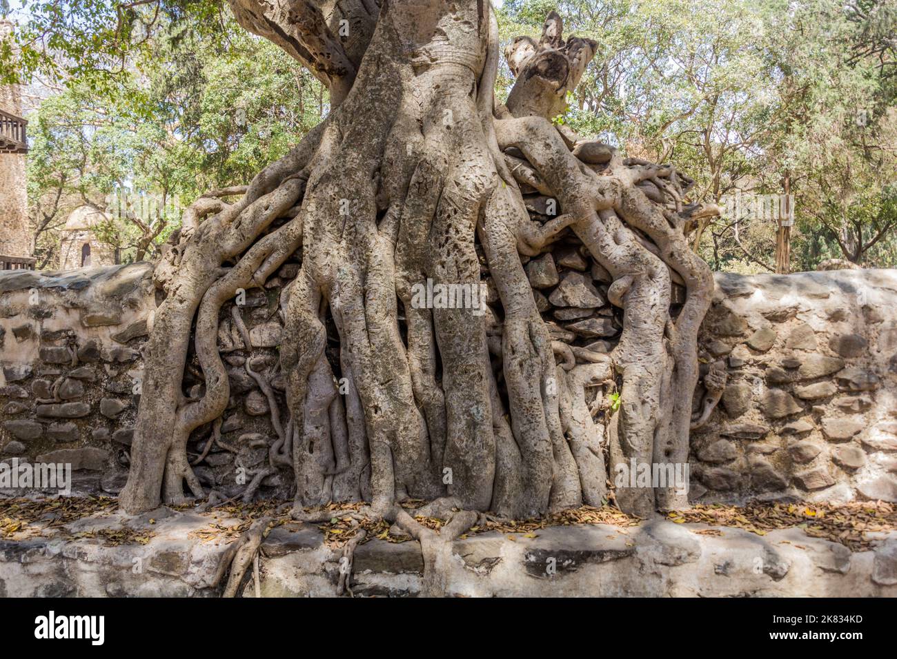 Tree roots in ethiopia hi-res stock photography and images - Alamy