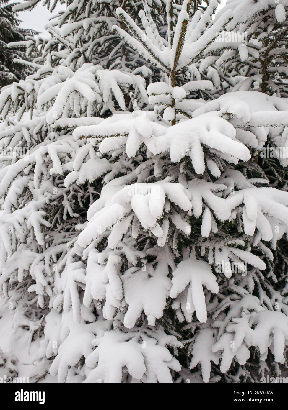 Christmas christmas trees hi-res stock photography and images - Alamy