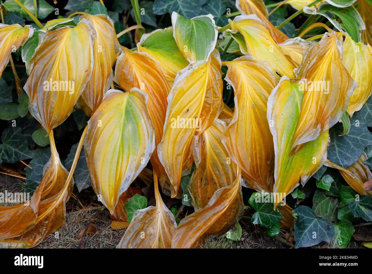Hosta gardens hi-res stock photography and images - Alamy
