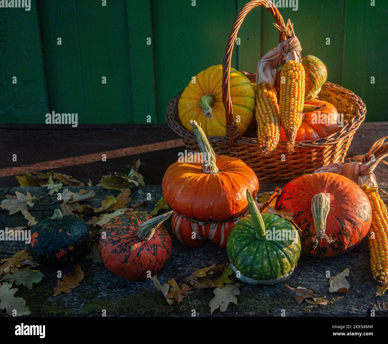 Autumn harvest colorful squashes and pumpkins in different varieties ...
