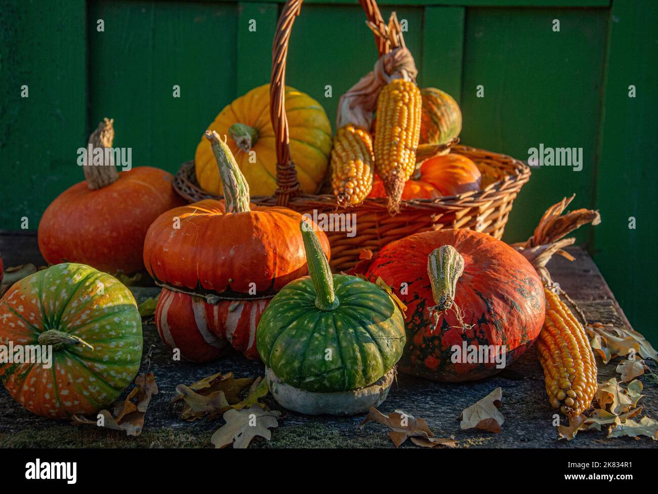 Autumn harvest colorful squashes and pumpkins in different varieties ...