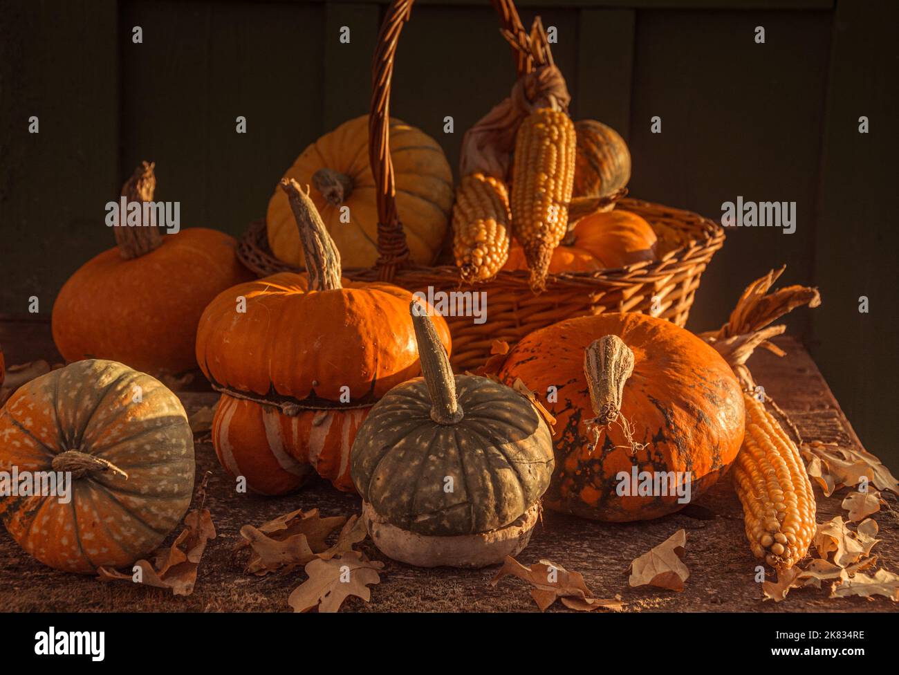 Autumn harvest colorful squashes and pumpkins in different varieties ...