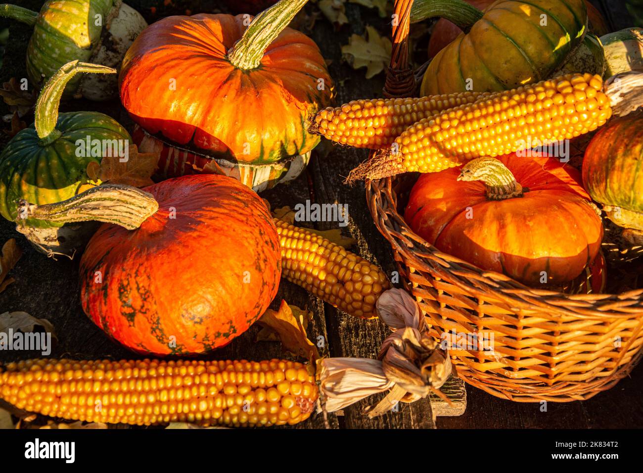 Autumn harvest colorful squashes and pumpkins in different varieties ...