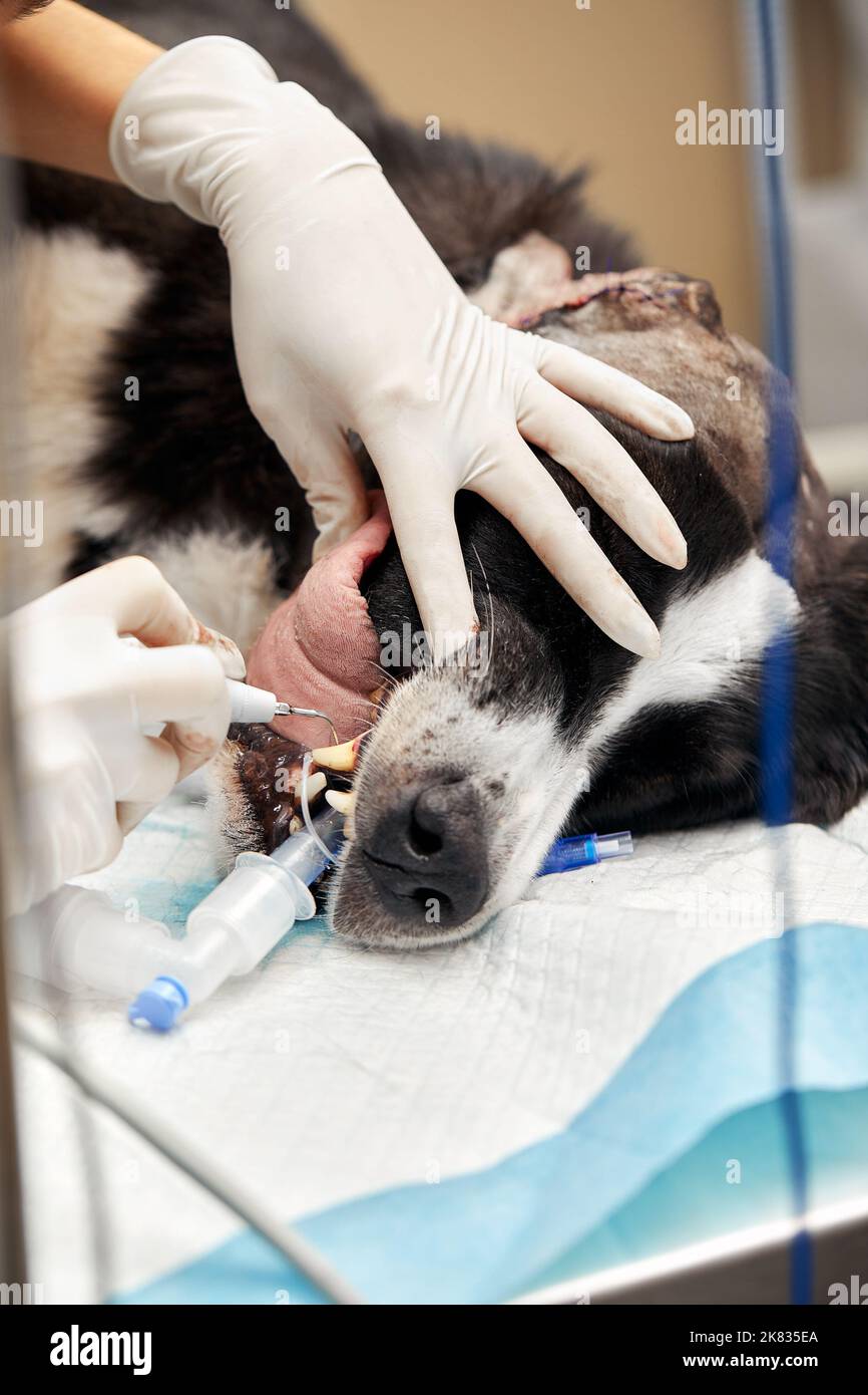 Dog tooth procedure hi-res stock photography and images - Alamy