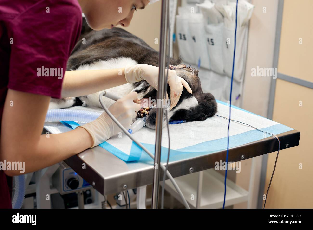 Veterinary dentistry. Dentist surgeon veterinarian treats and removes ...