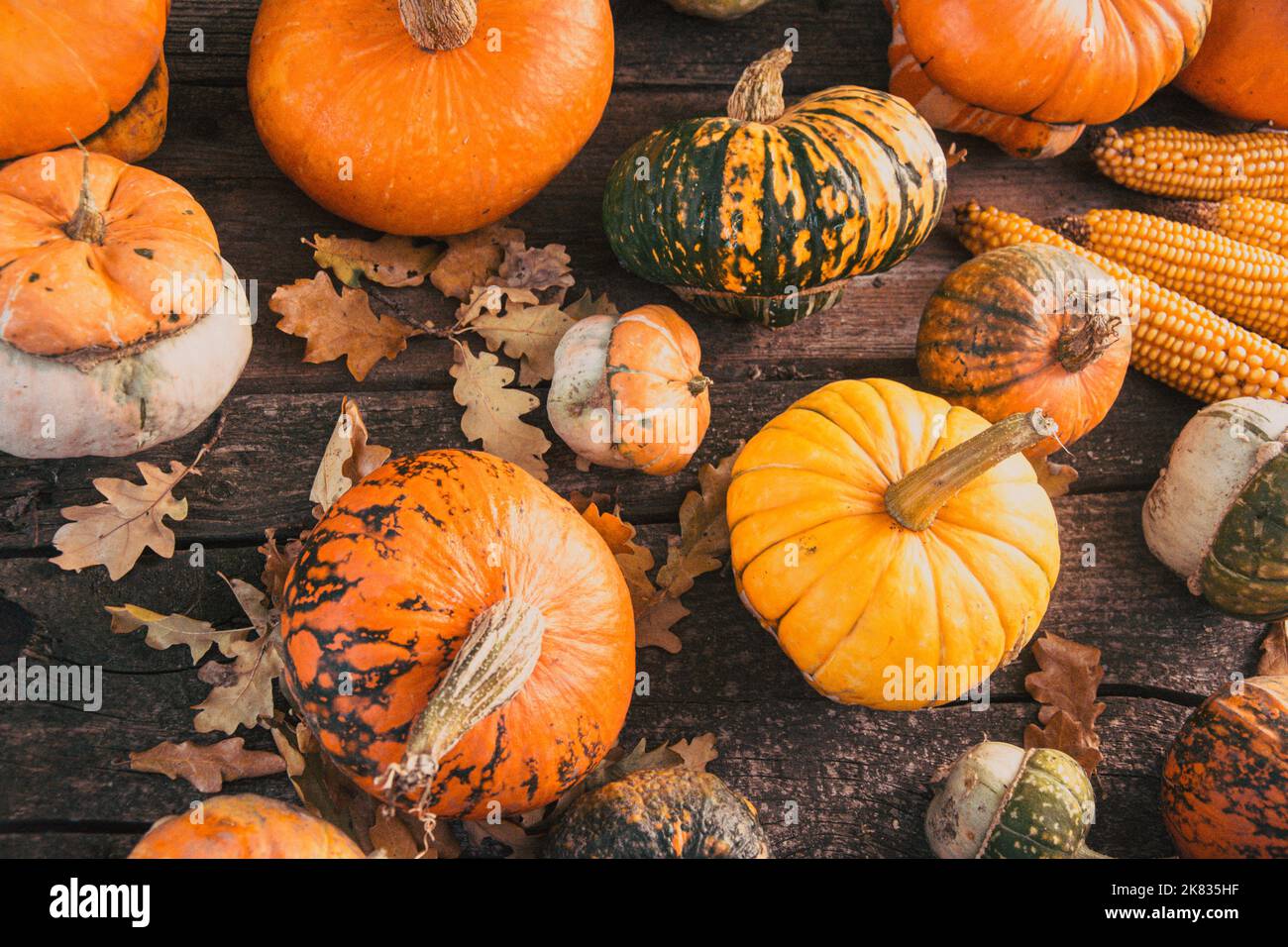 Autumn harvest colorful squashes and pumpkins in different varieties ...