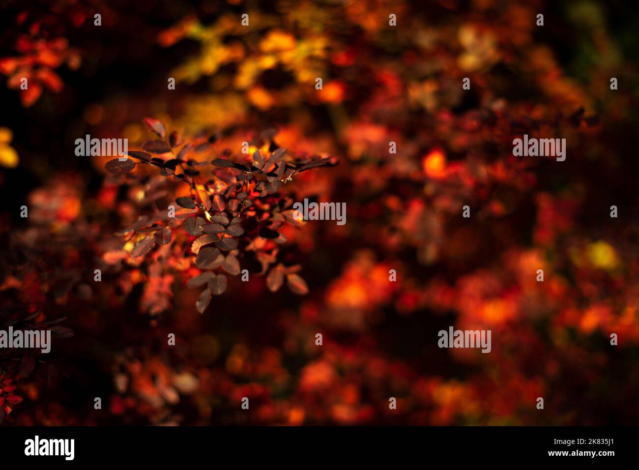 Autumn leaves. Colors of autumn in nature. Shades of red on bushes ...
