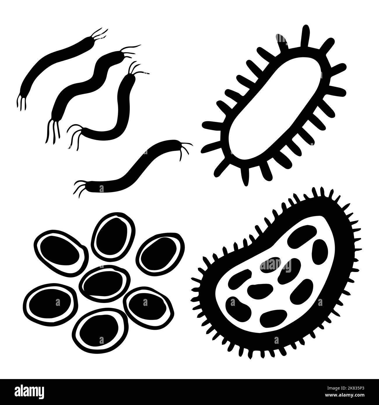 Coccus vibrio hi-res stock photography and images - Alamy