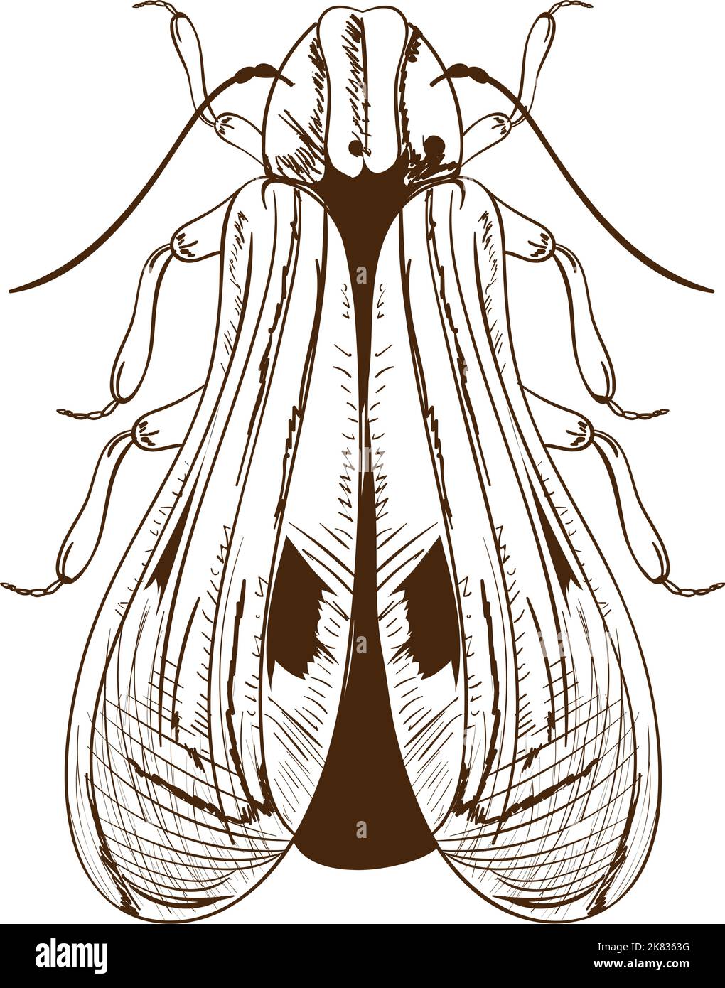 bug vector isolated Stock Vector Image & Art - Alamy