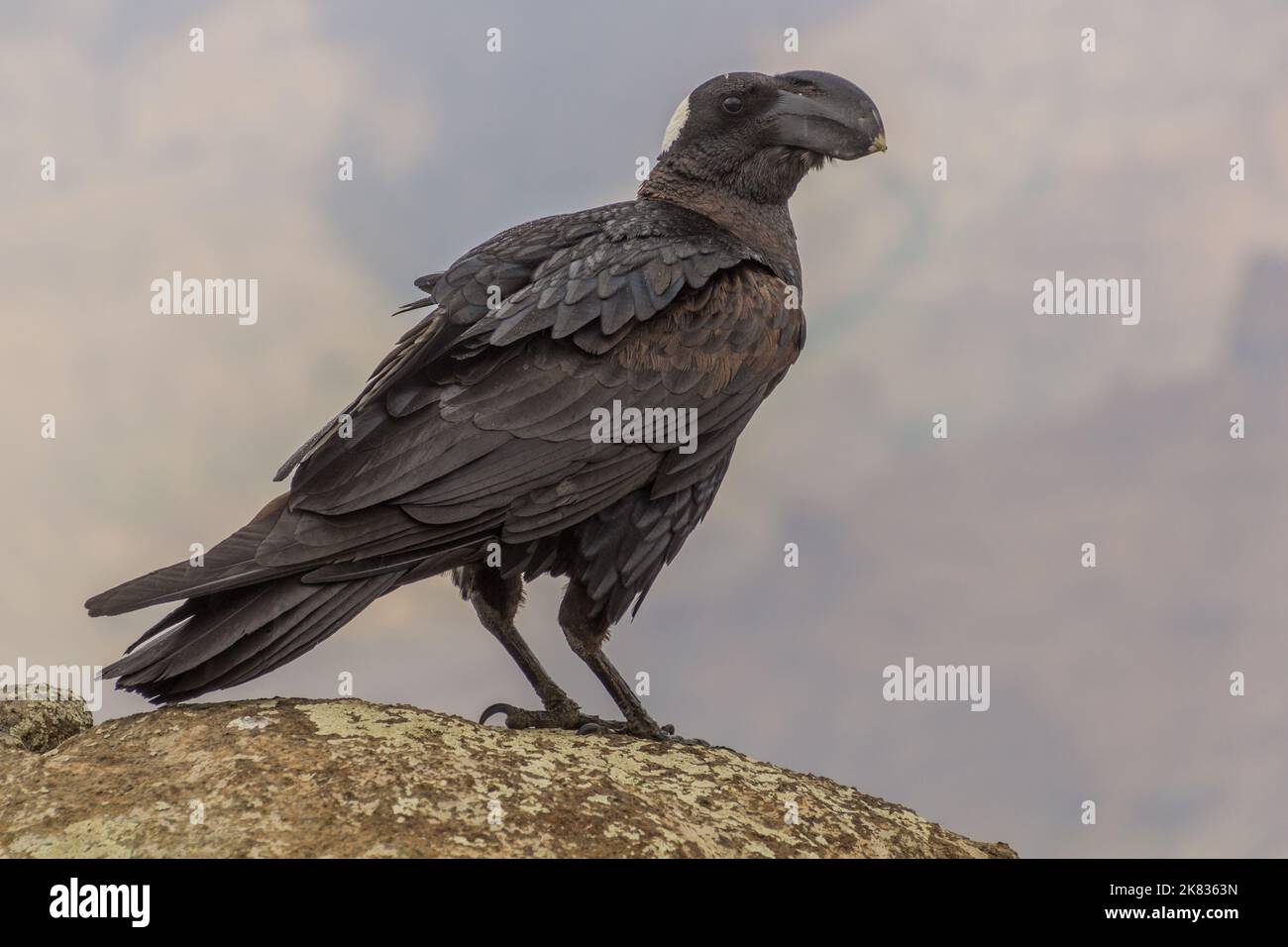 Thick-billed raven (Corvus crassirostris) in Simien mountains, Ethiopia ...
