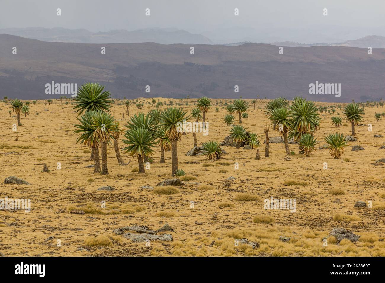 Landscape of giant lobelias (Lobelia rhynchopetalum) in Simien ...