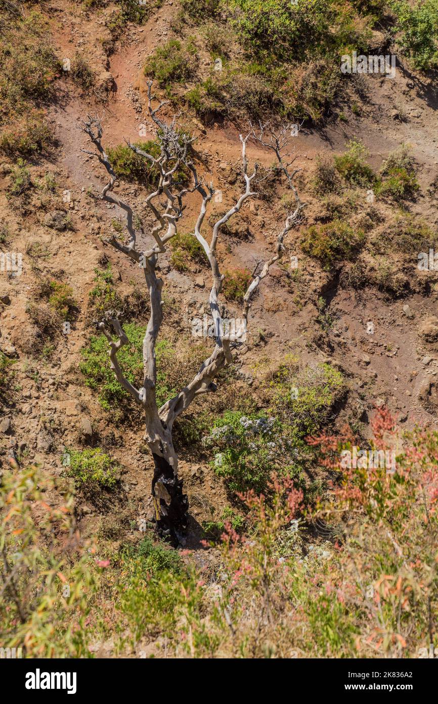 Ethiopian drought hi-res stock photography and images - Alamy