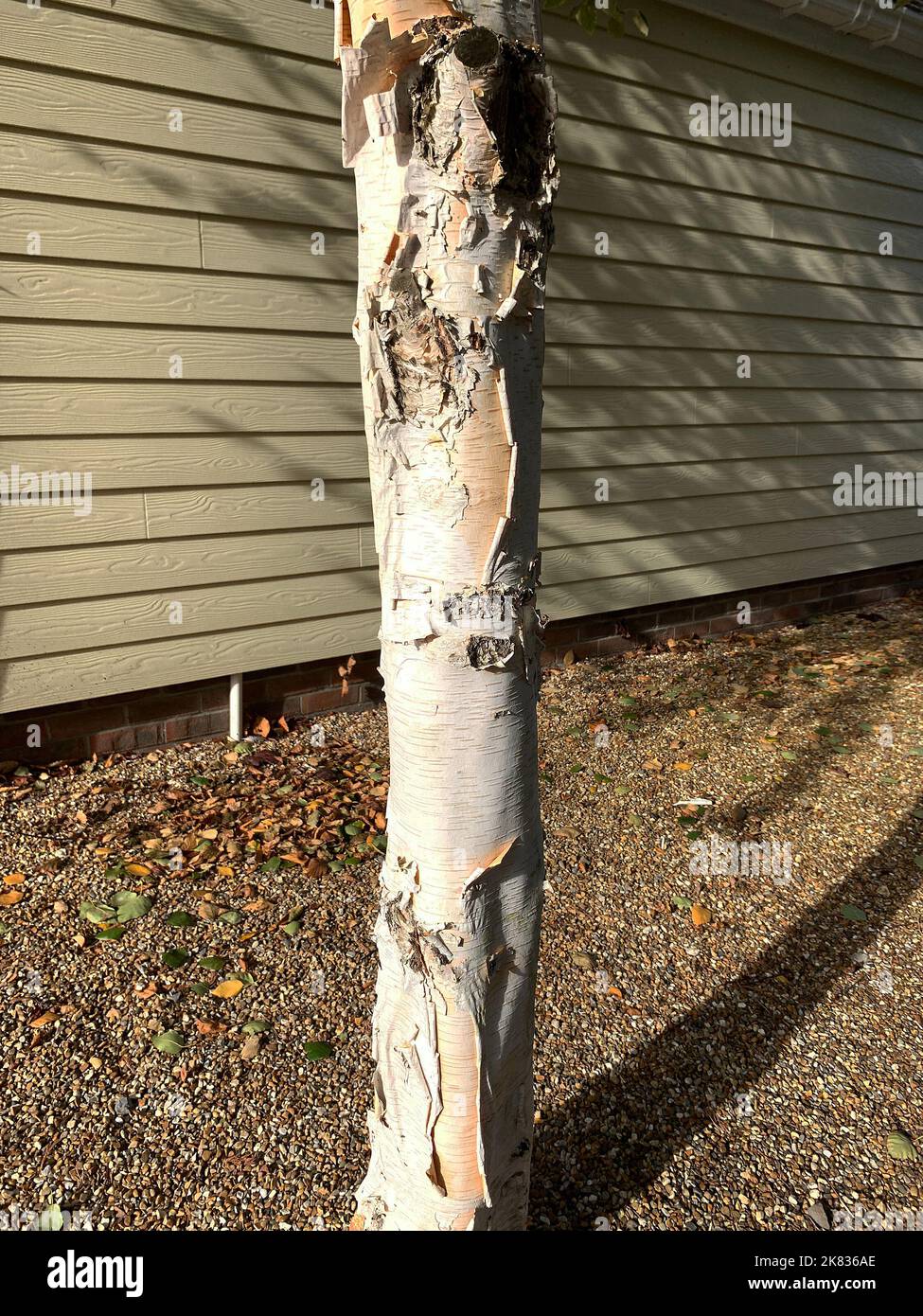 Close up peeling bark of white trunk of the small garden ornamental ...