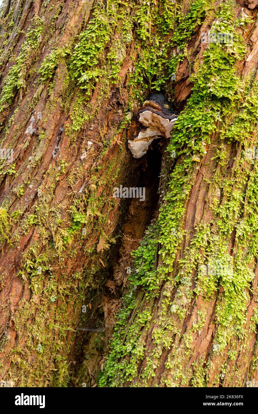 Moss grows on the bark of a yew tree; Pacific Rim National Park Reserve ...