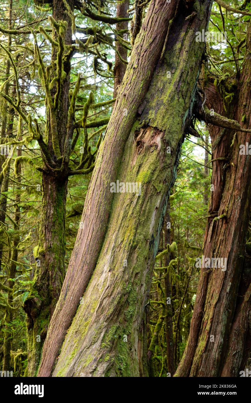 Moss grows on the bark of a yew tree; Pacific Rim National Park Reserve ...