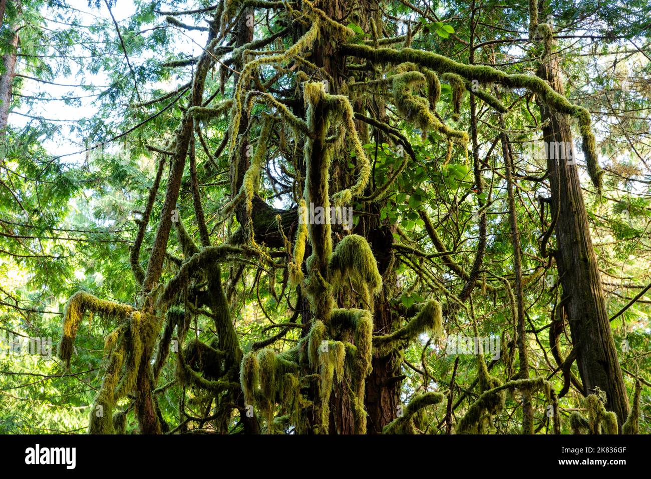 Moss grows on the bark of a yew tree; Pacific Rim National Park Reserve ...