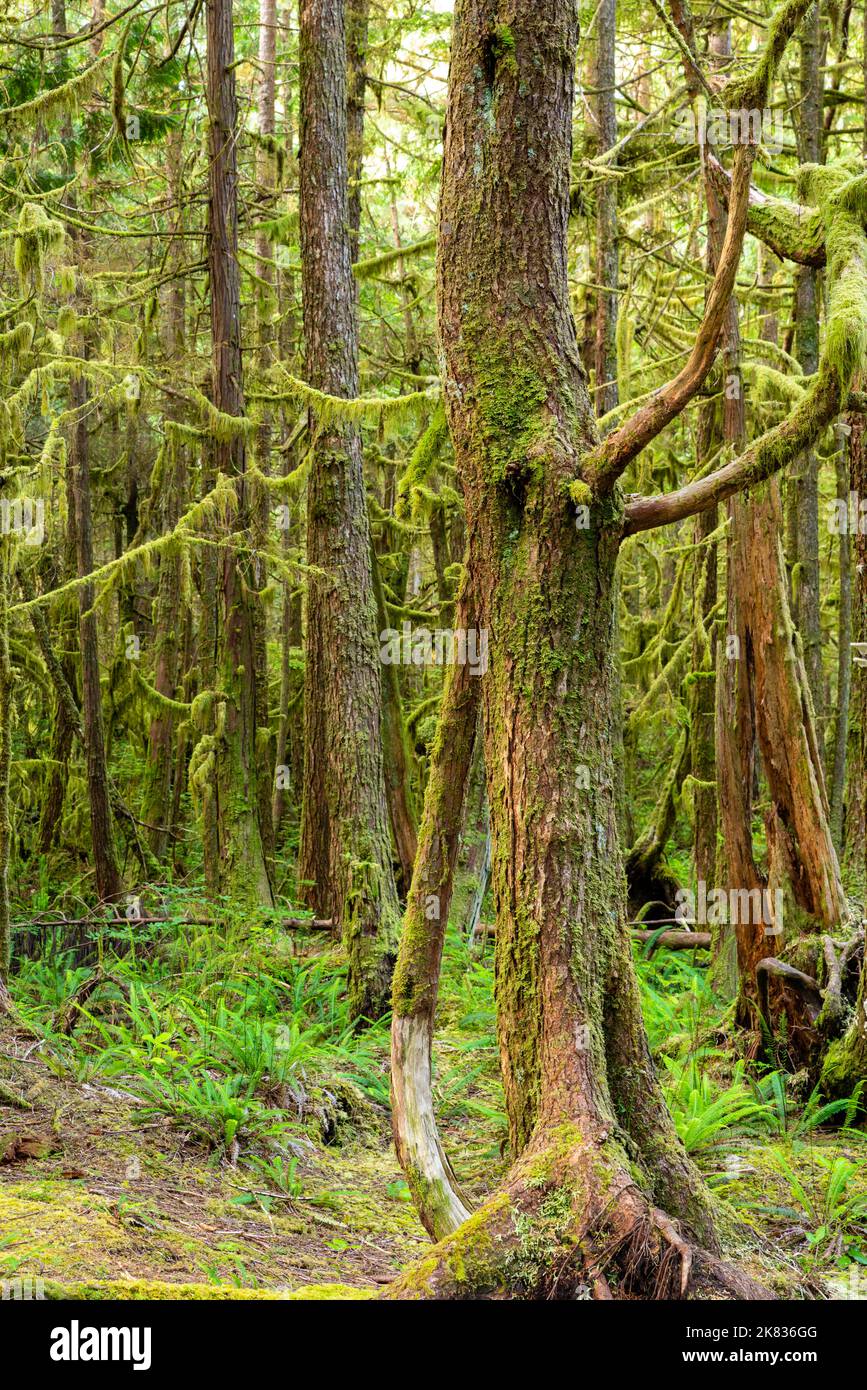 Moss grows on the bark of a yew tree; Pacific Rim National Park Reserve ...
