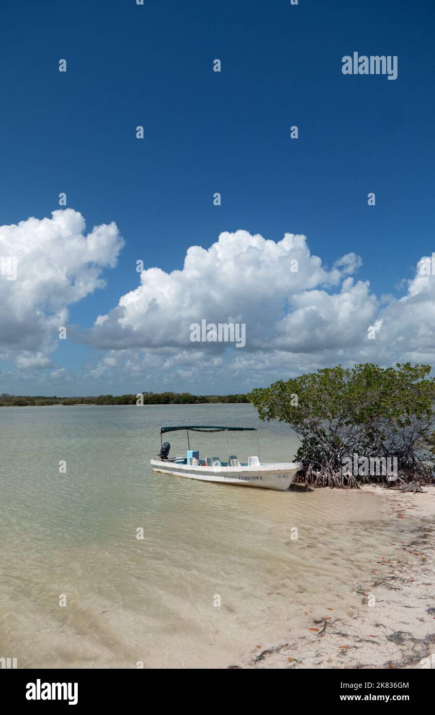 Small boat in water near mangrove swamps at Rio Lagartos Biosphere ...